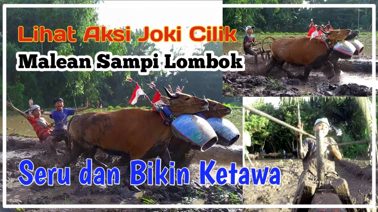 Tradisi Malean Sampi || Karapan Sapi Lombok || Merce 14/02/21 - YouTube