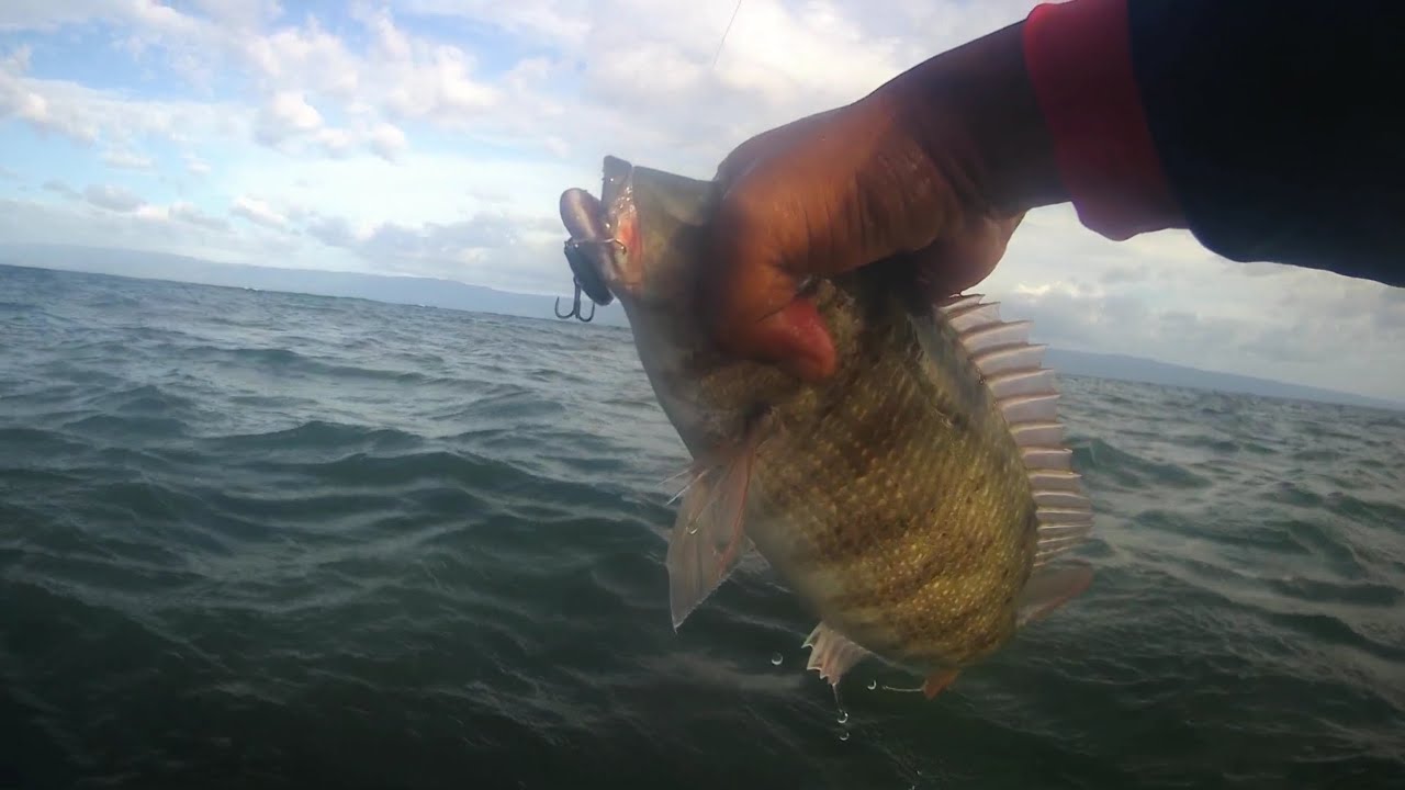 Pangarap kung mahuli kanuping #fishing #casting #fishon - YouTube
