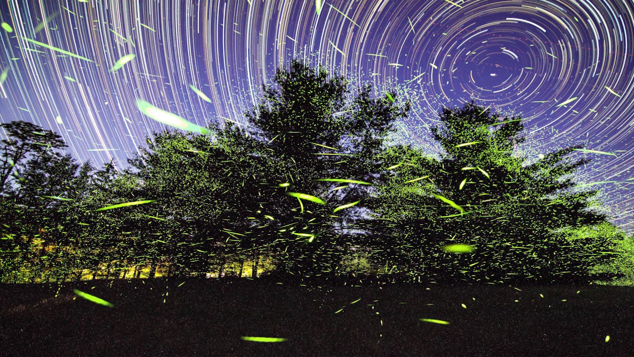 Virginia Fireflies 2019 - YouTube