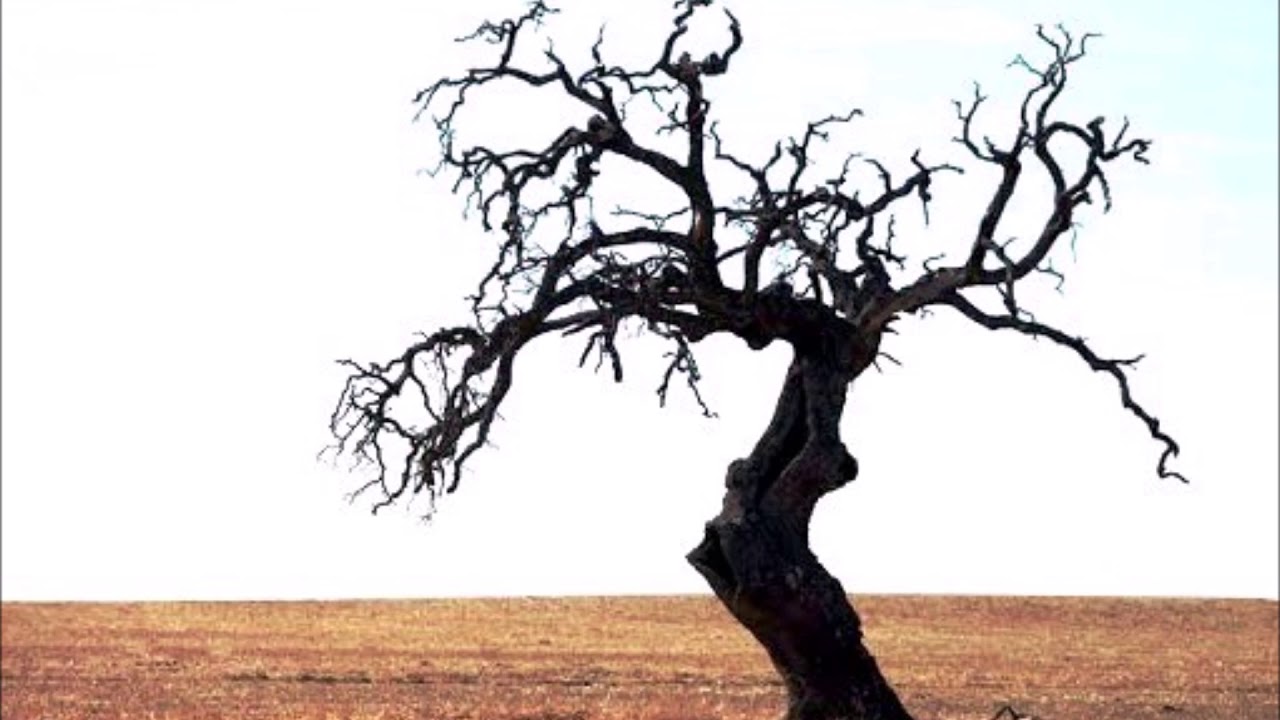 Le bar de l'arbre sec - YouTube