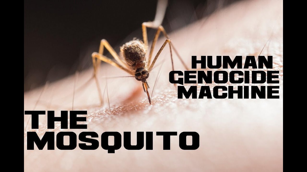 10 Mosquito Facts - The Human Genocide Machine - Animal a Day - YouTube