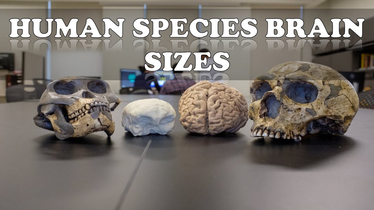 The Brain Size Of Our Ancestors | Size Comparison - YouTube