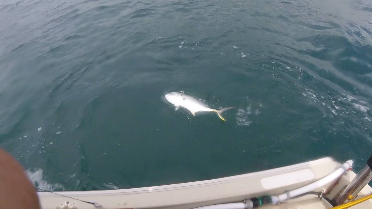 500 pound grouper inhales 10 pound jack... intense fishing!!! - YouTube