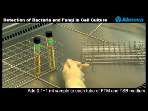 Detection of Bacteria and Fungi in Cell Culture - YouTube