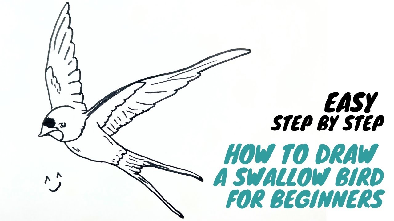 How to Draw A Swallow Bird for Beginners | Easy Steap by Step | Arshaka ...