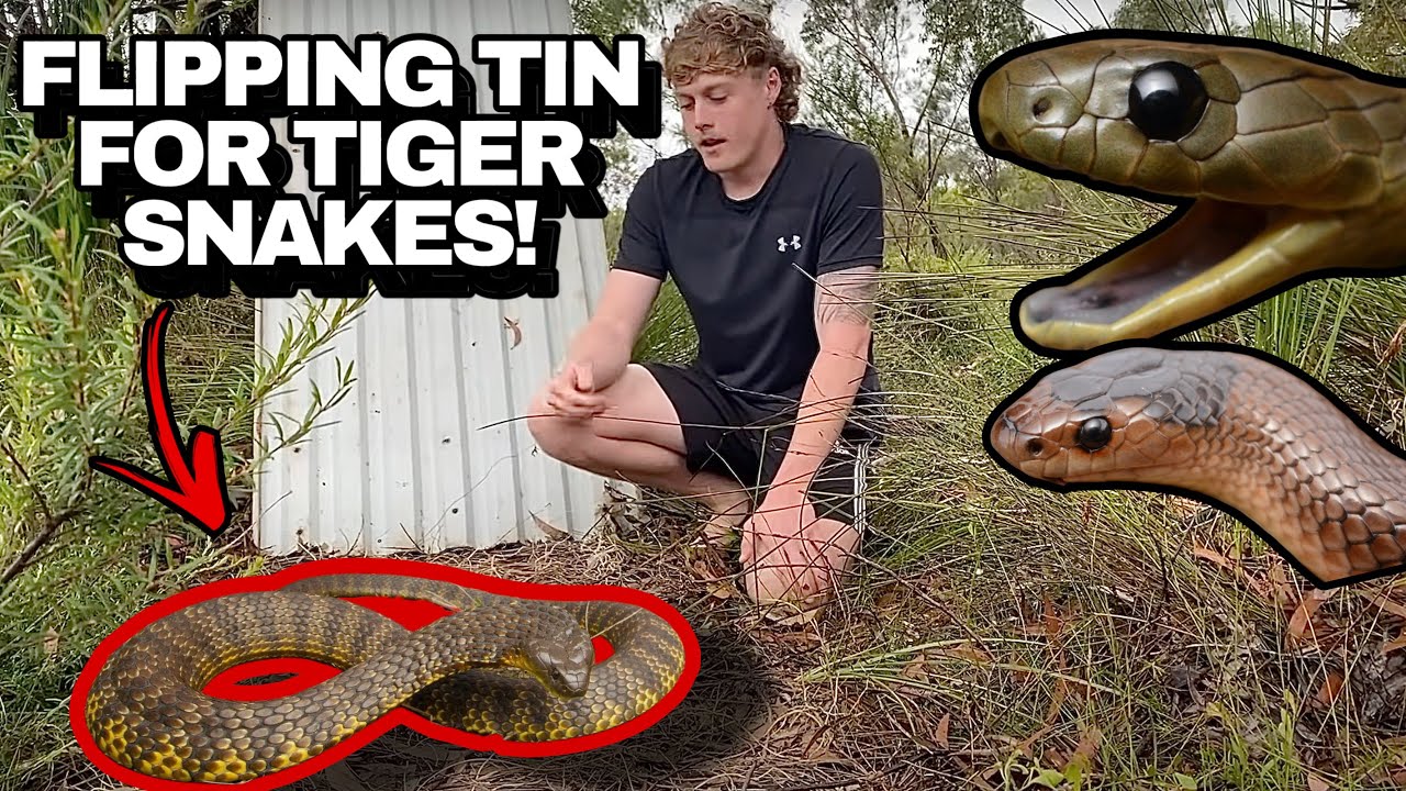 Tin flipping for Tiger Snakes! - YouTube