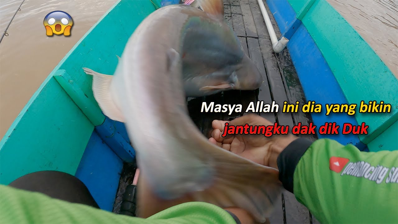 Salah satu ikan monster sungai Kalimantan yang paling dicari pemancing ...