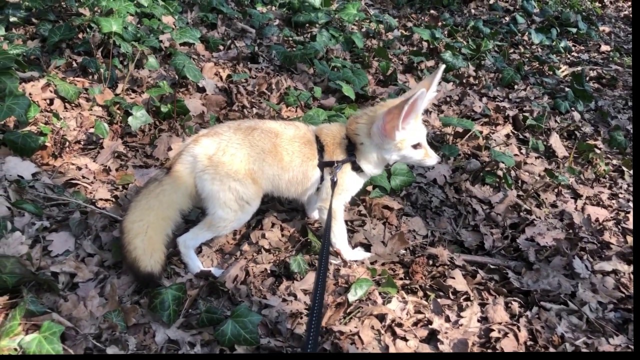 Fennec Fox walking on a leash in the forest 2019 - YouTube