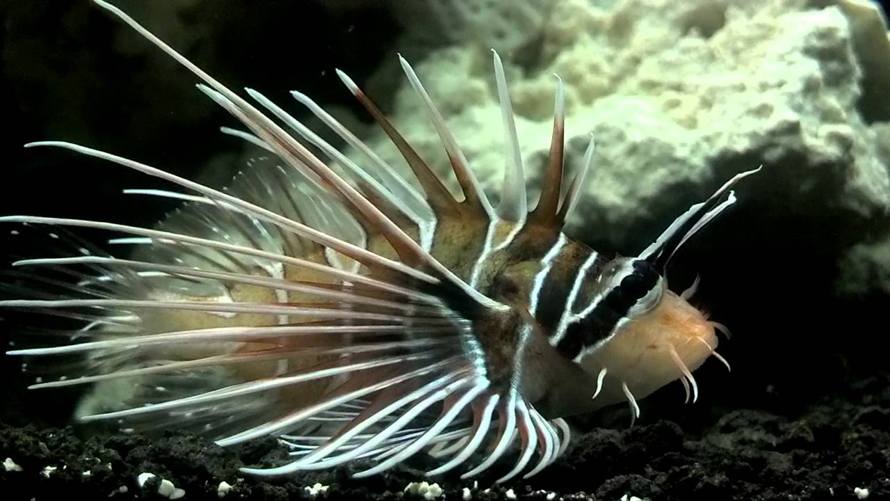 Close up of Radiata Lionfish - YouTube