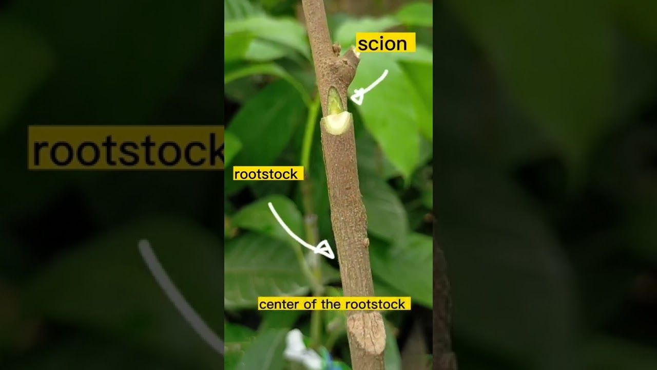 HOW TO ALIGN THE CAMBIUM LAYER IN CLEFT GRAFTING - YouTube
