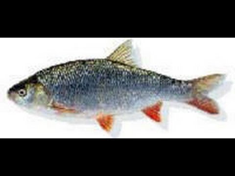 Dan's Fish Tank - Blue Orfe - YouTube