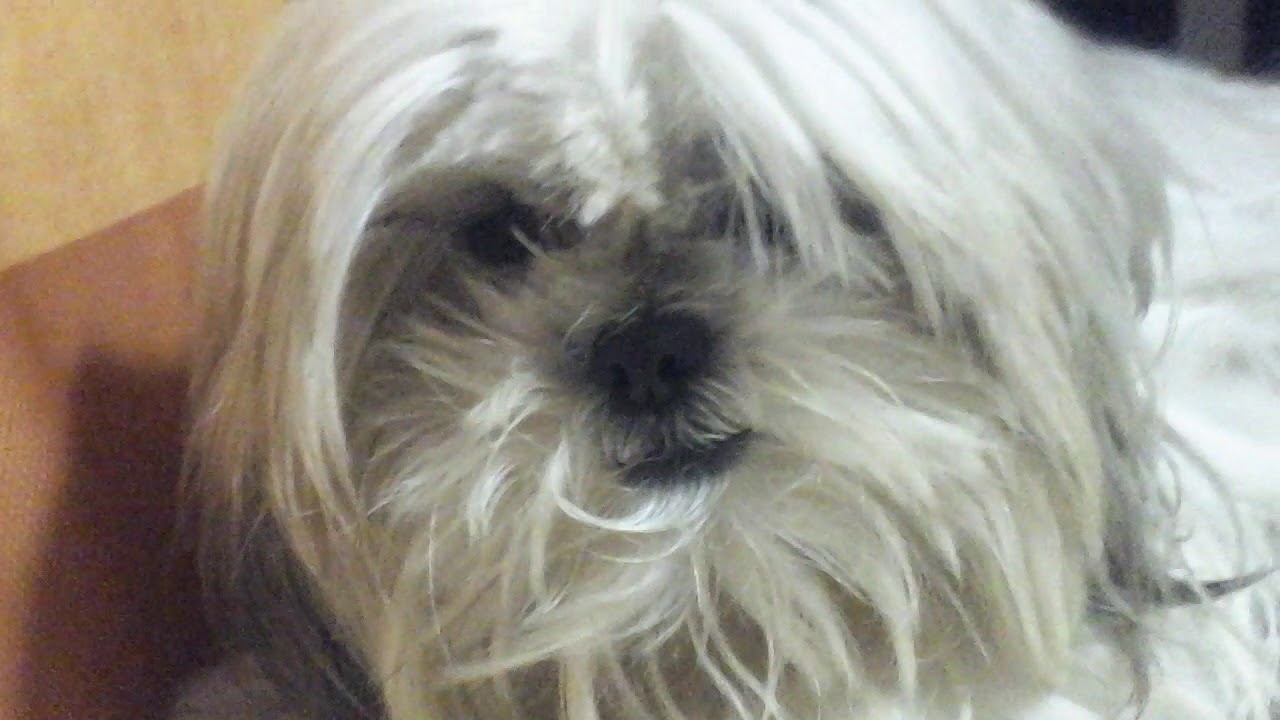 Mi perrito fifi - YouTube