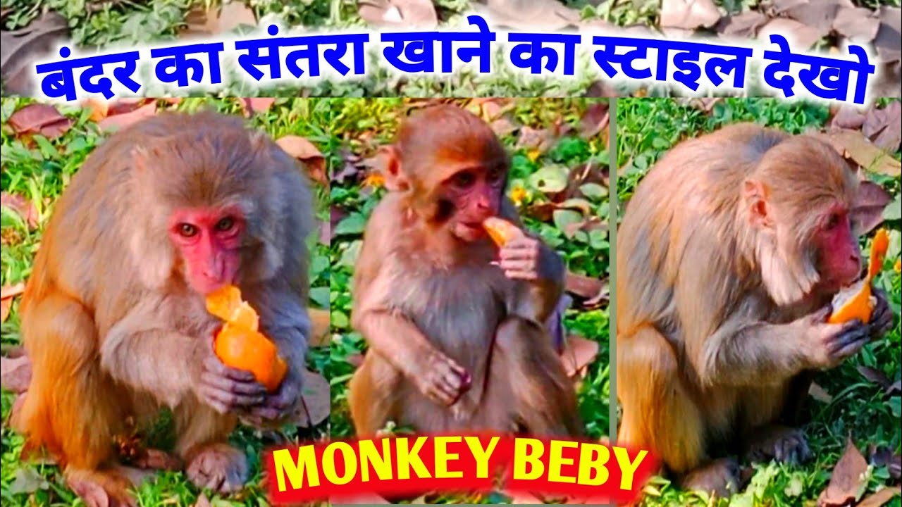बंदर का संतरा खाने का स्टाइल देखो🐒 Monkey Eating orange ,monkey beby Eating ,Funny monkey - YouTube