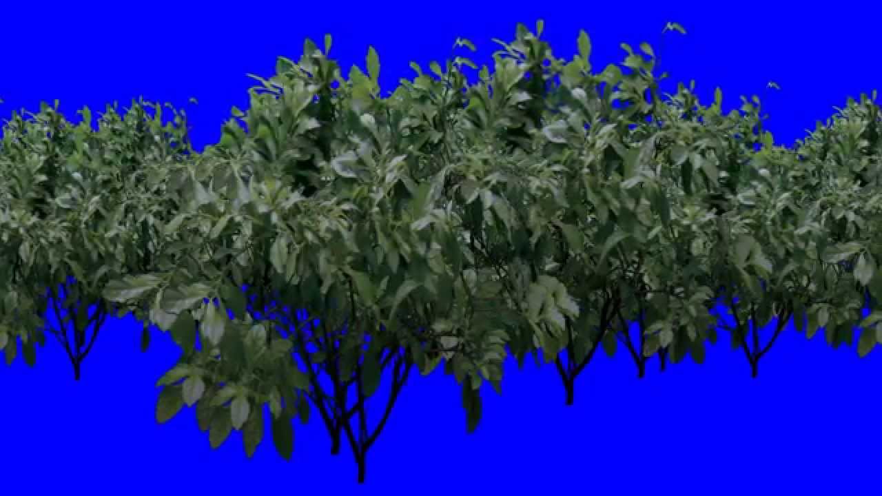 Plants Blue Screen Video - YouTube