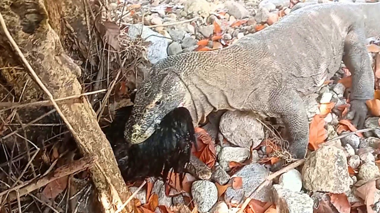 Komodo Eats Super Large Birds In Their Nests - YouTube