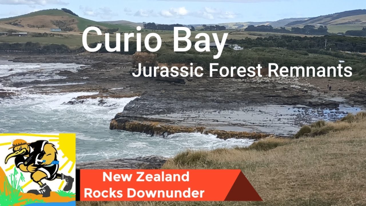 Witnessing Prehistoric History at Curio Bay Fossil Forest - YouTube