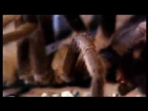 Science Screen Report Volume 38 Issue 2 PREVIEW: Arachnids - The ...