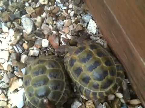 Horsefield tortoises mating - YouTube