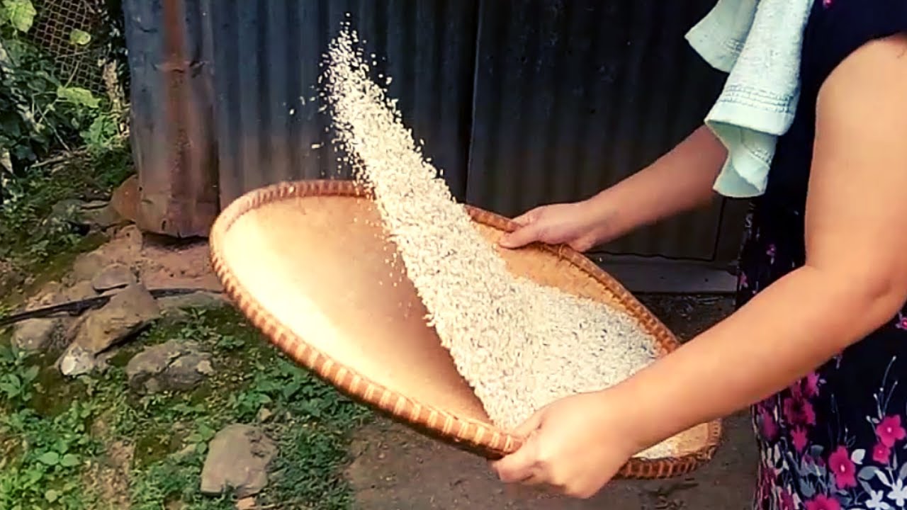 Cara Menampi Beras | Padi Bukit - YouTube