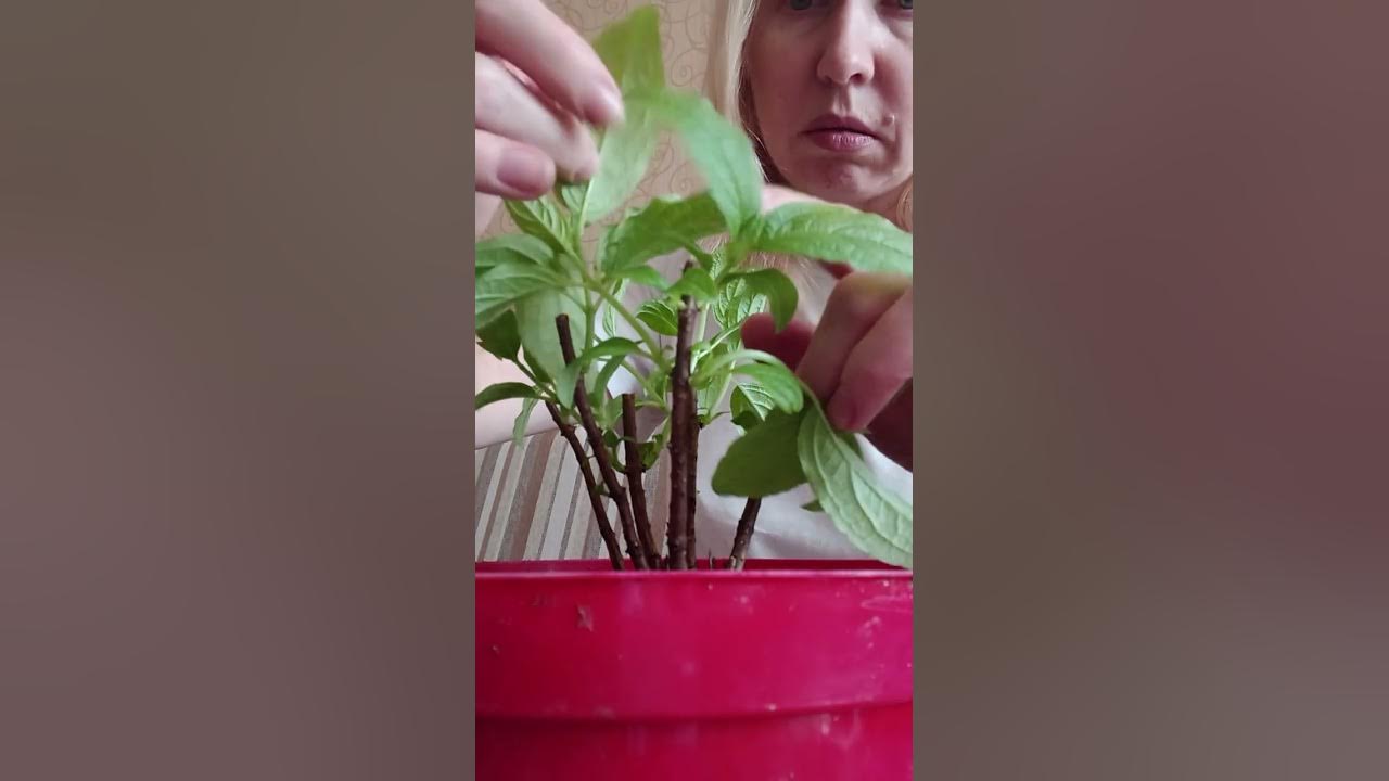 Черенкую метельчатую гортензию серия Пан Pansana 🌱🌱🌱🌸🌿09. 03.24. - YouTube