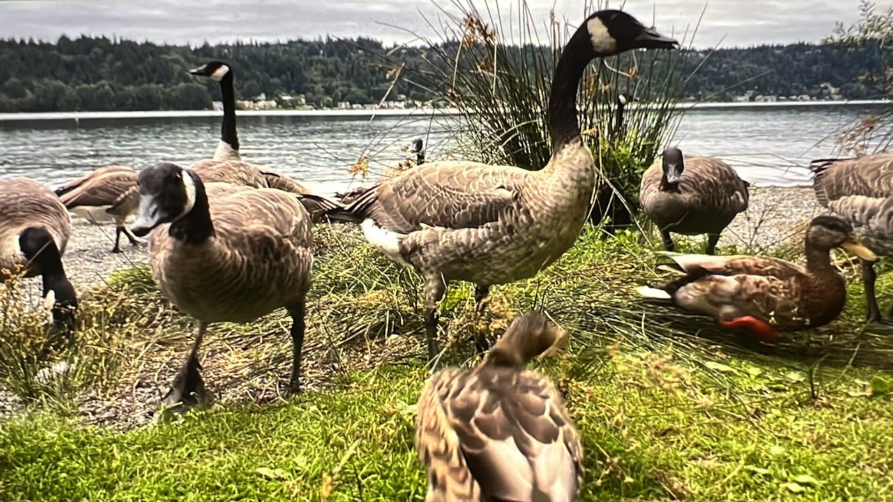 Cute Goose Honk Sound Effects with Birds Singing #4 - YouTube