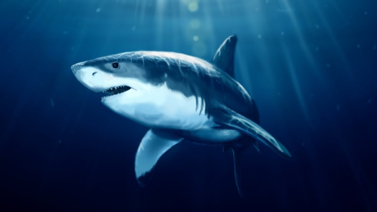 Top Fapte - Rechini - YouTube