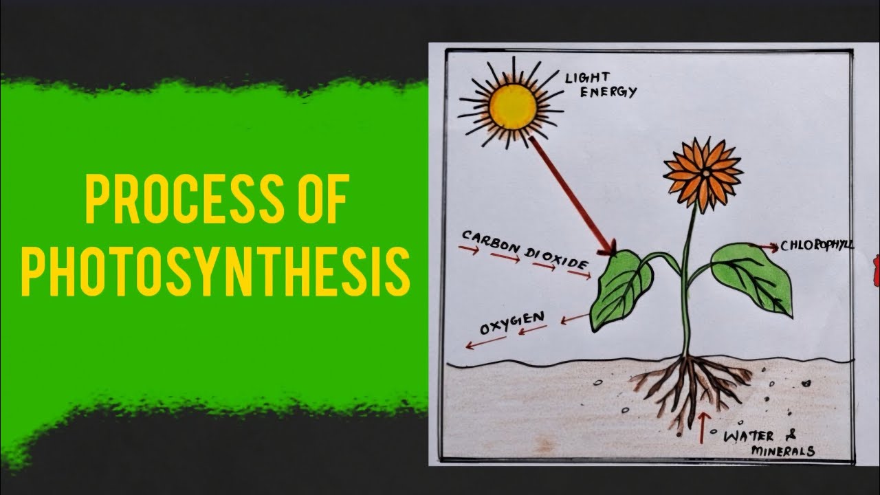 Process of photosynthesis easy drawing / How to draw photosynthesis ...