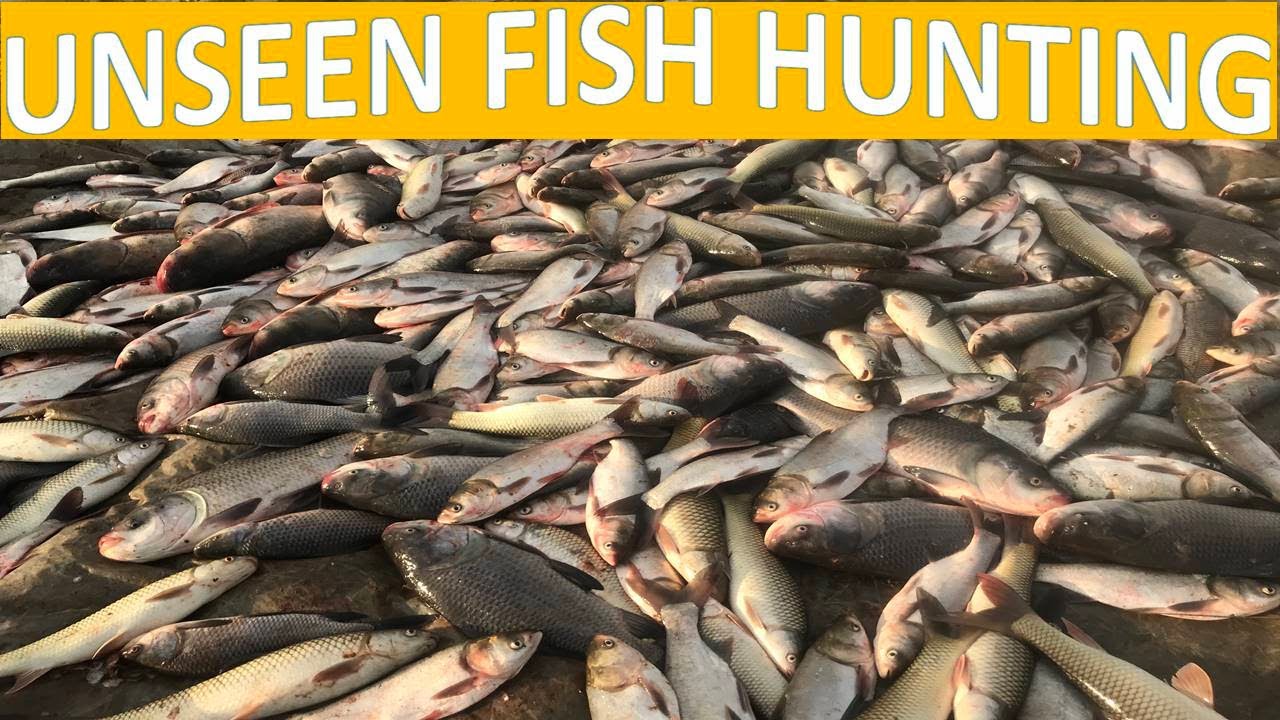 Unseen Fish Hunting in Pakistan || Exclusive Footage of Dam Hunting ...