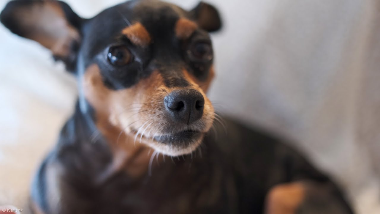 Playing with fingers Negi san | ネギさんと指で遊ぶ - YouTube