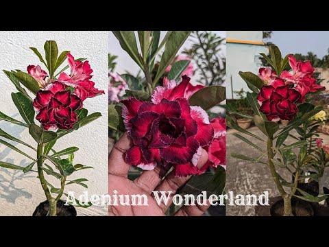 Adenium Wonderland Variety #অ্যাডেনিয়াম #eadenium #adeniumlover # ...