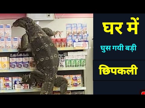 Ghar me Ghus Gai badi chipkali | monster lizard | vishkhopda monster ...