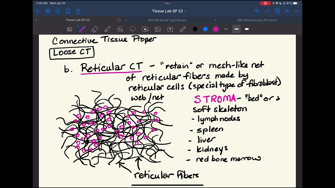 Types of Tissues vid 6: Connective tissue (CT) Proper: Loose Proper CT ...