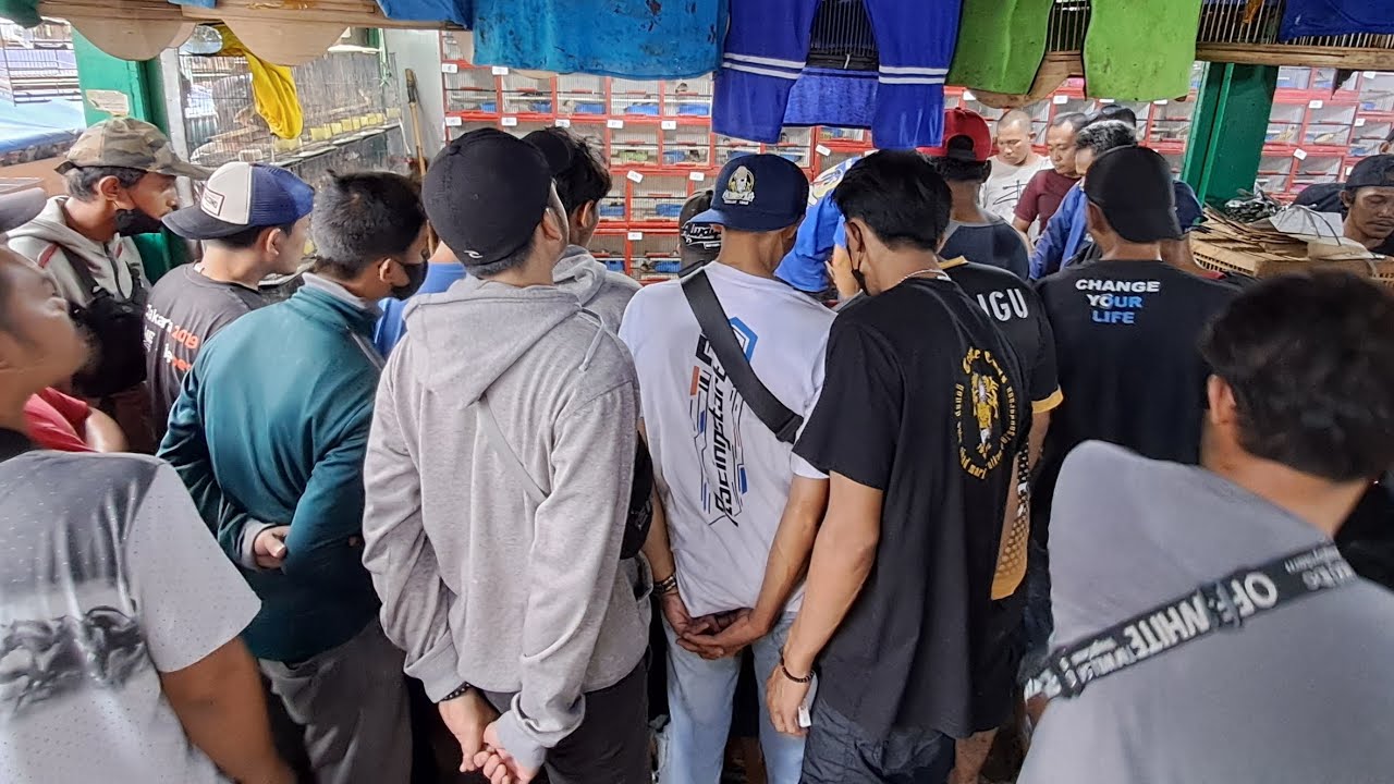 MURAI MUDA HUTAN PALING PANAS DAN POPULER HARGA MERAKYAT PART II - YouTube