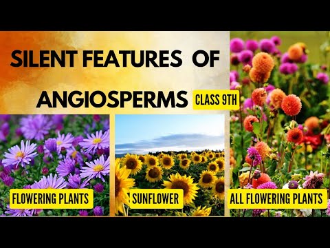 Angiosperms |Characteristic features with examples | Quick revision |# ...
