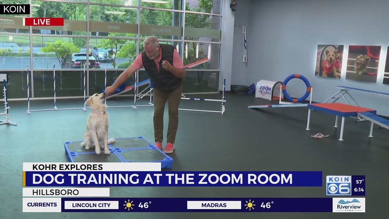 Kohr Explores: Help train your dog at Zoom Room - YouTube