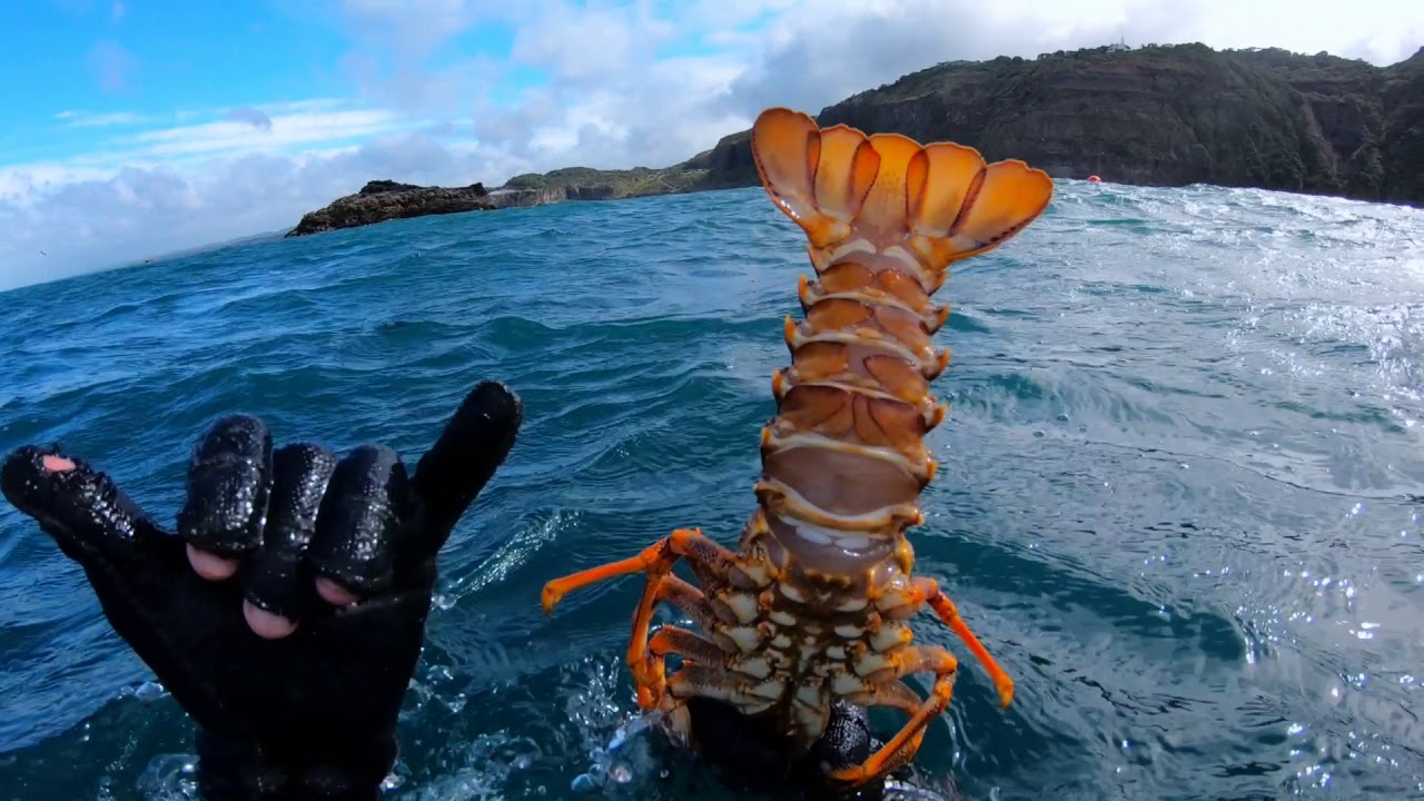 Spearfishing New Zealand's North Island 2019 [HD] - YouTube