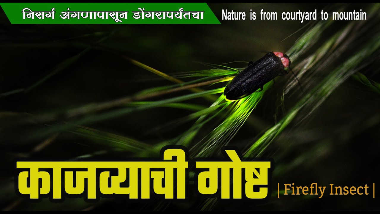 काजव्याची गोष्ट | Firefly Insect | - YouTube