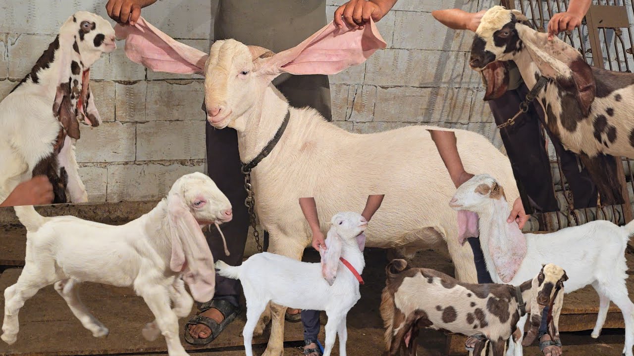 quality goat breedline Hyderabadi goats female or male gulabi kids ...