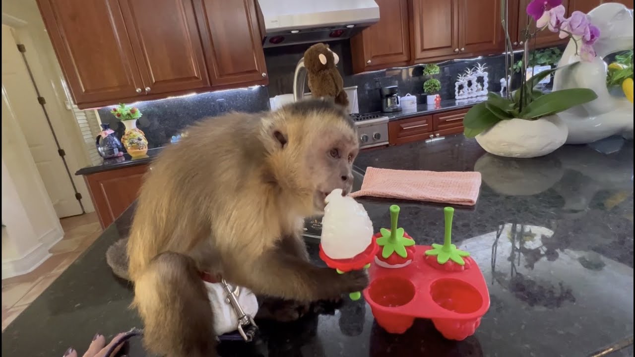 Monkey George, Angelika’s brother eats his coconut water popsicle ...