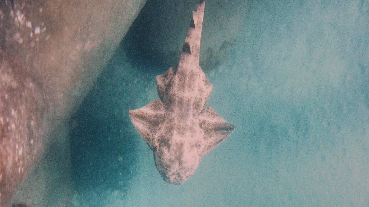Snorkelling with an Angel Shark in Fuerteventura - YouTube