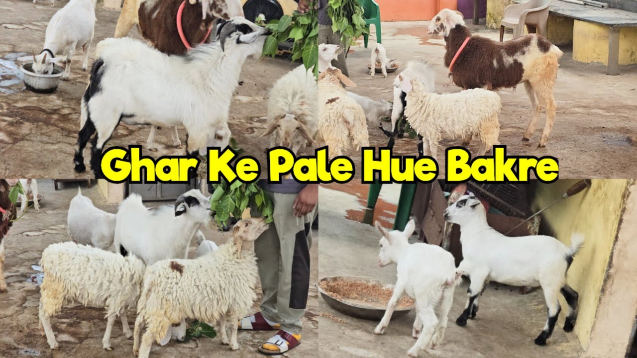 Ghar Ke Pale Hue Guntur Bannur Sheep & Short Size Bantam Goats ...