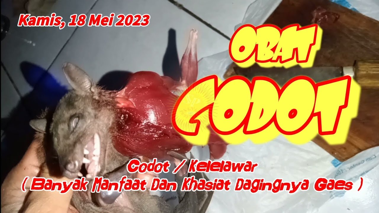 Codot / Kelelawar Yang Banyak Khasiatnya - YouTube