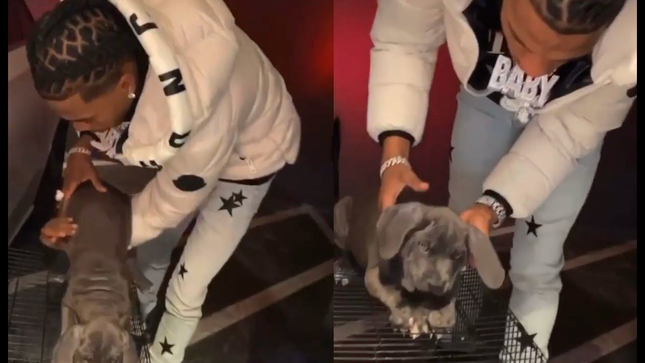 Lil Baby Gets A New Puppy For Christmas Got A Whole Bulldog Business ...