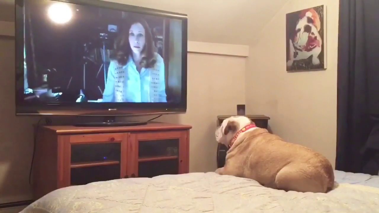 Bulldog Reacts To Terrifying Nun Scene in "The Conjuring 2" - YouTube