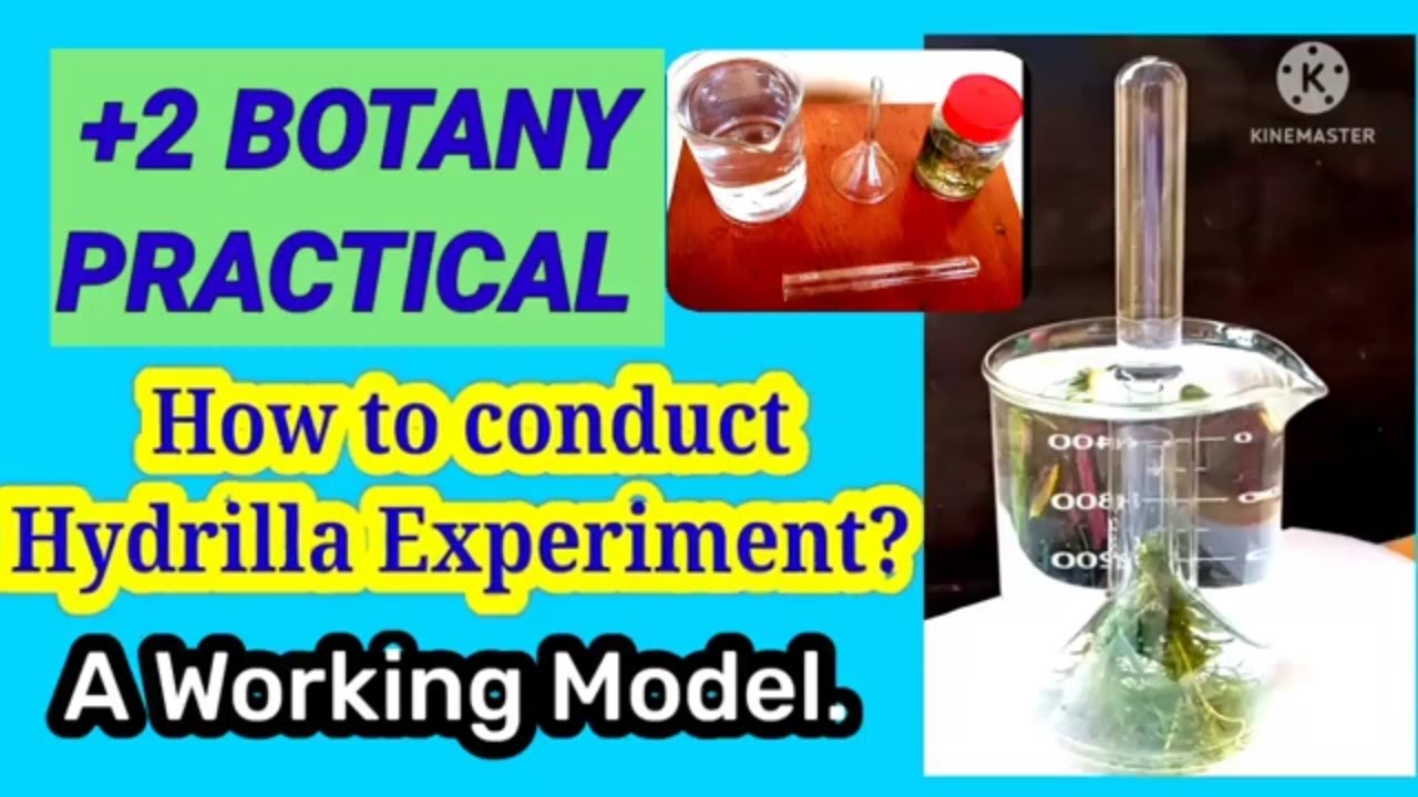 +2 Botany Practicals: Physiology Experiments: Hydrilla Experiment ...