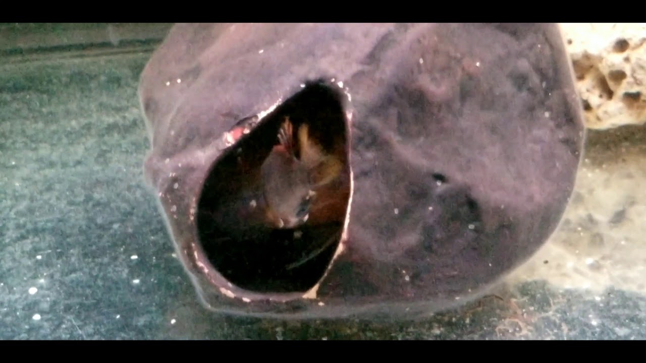 Labidochromis SRT Hongi Sweden. 🔥Spawning🔥 - YouTube