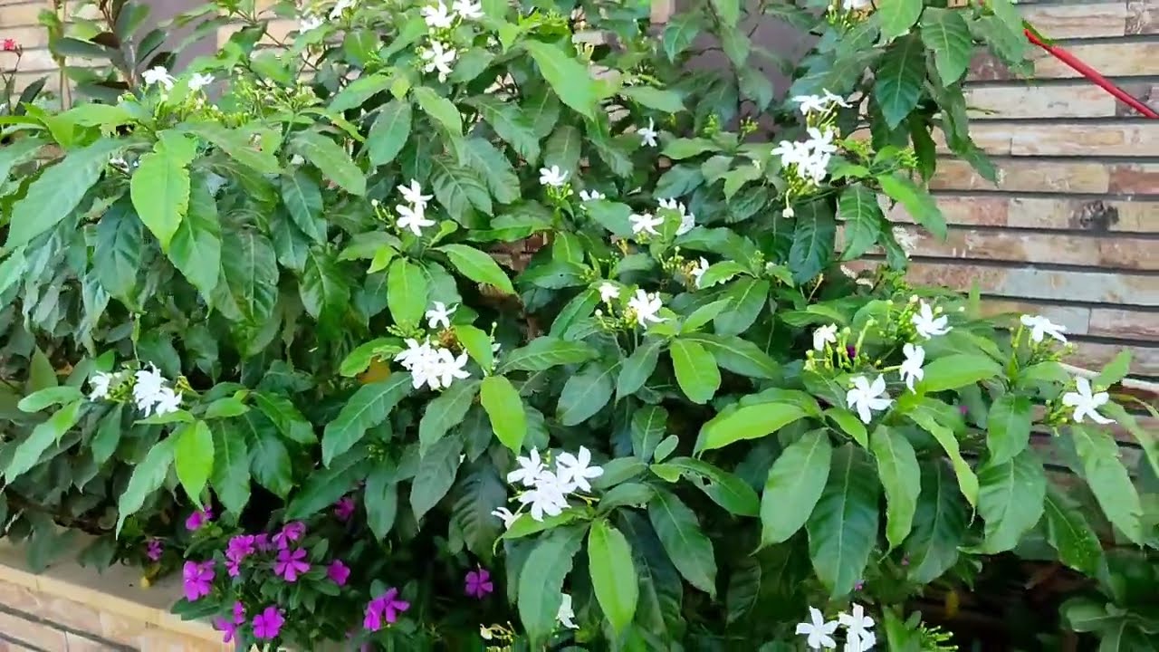 How to Grow and Care Chandni Plant, Chandni Tree Information, Jasmine ...