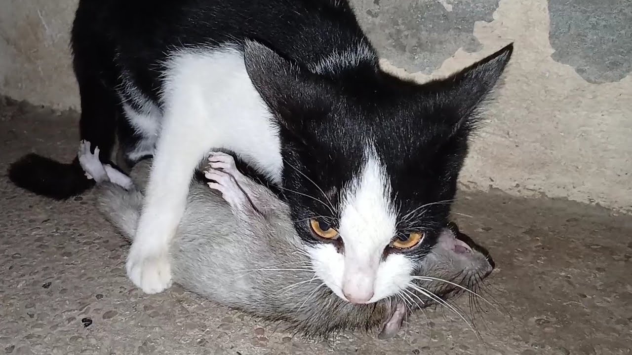 The cat catches a very large mouse. - YouTube