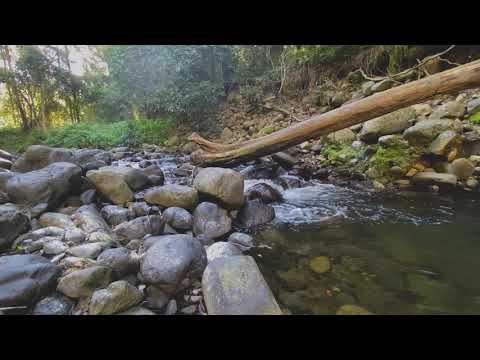 Flowing Creek Relaxation Upper Allyn River 10 min - YouTube