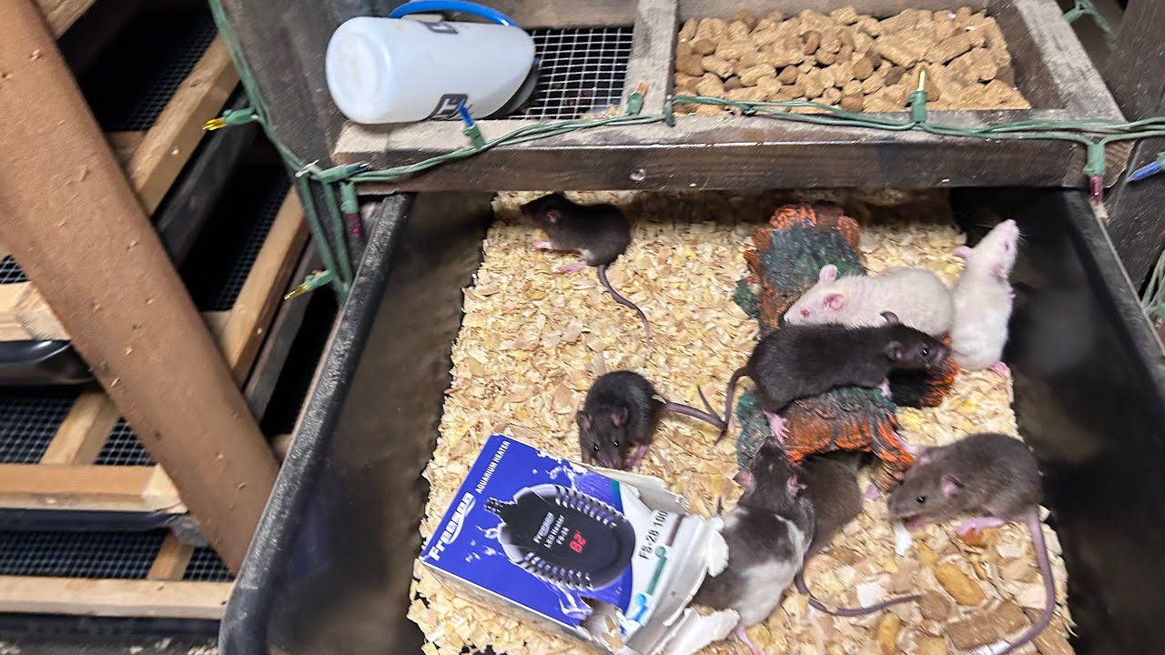 Rat 🐀 shack update and production - YouTube